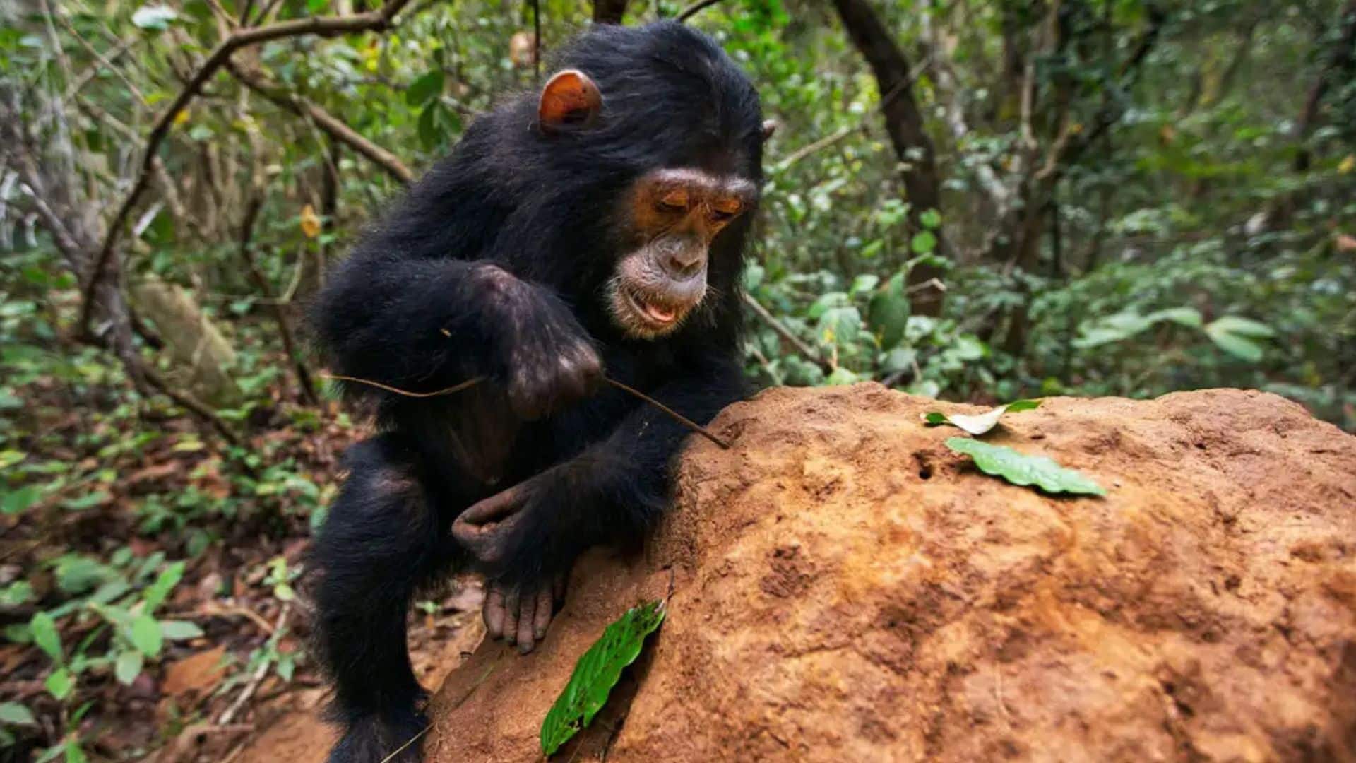 20 Animals Clever Enough to Use Their Own Tools