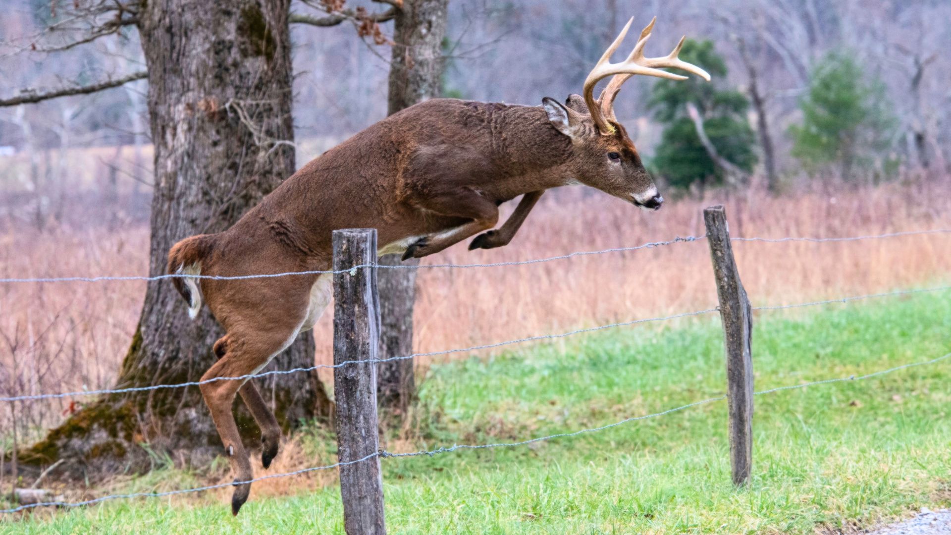 Whitetail signs people ignore that reveal everything
