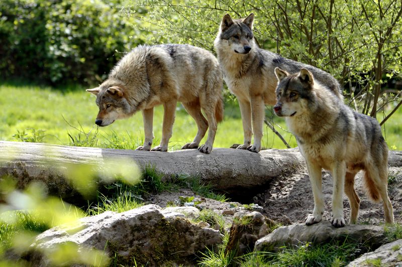 Animals That Even Bears Fear In The Wild