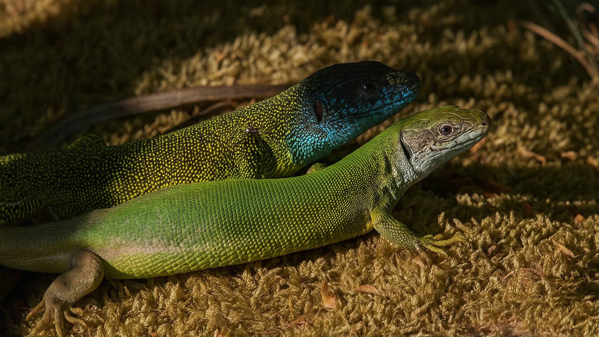 Green Lizards Basking in the Sun – Nature Up Close