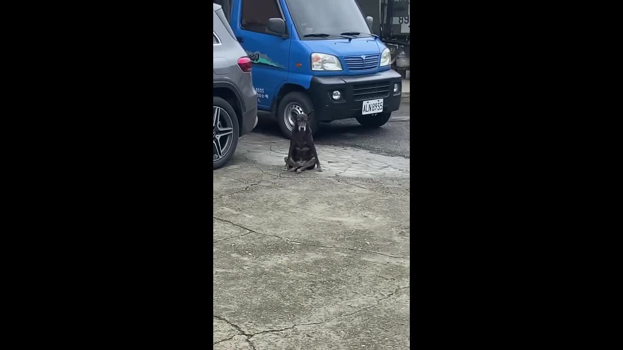 Xiaohei, the dog sits like a human in Jiangsu, China