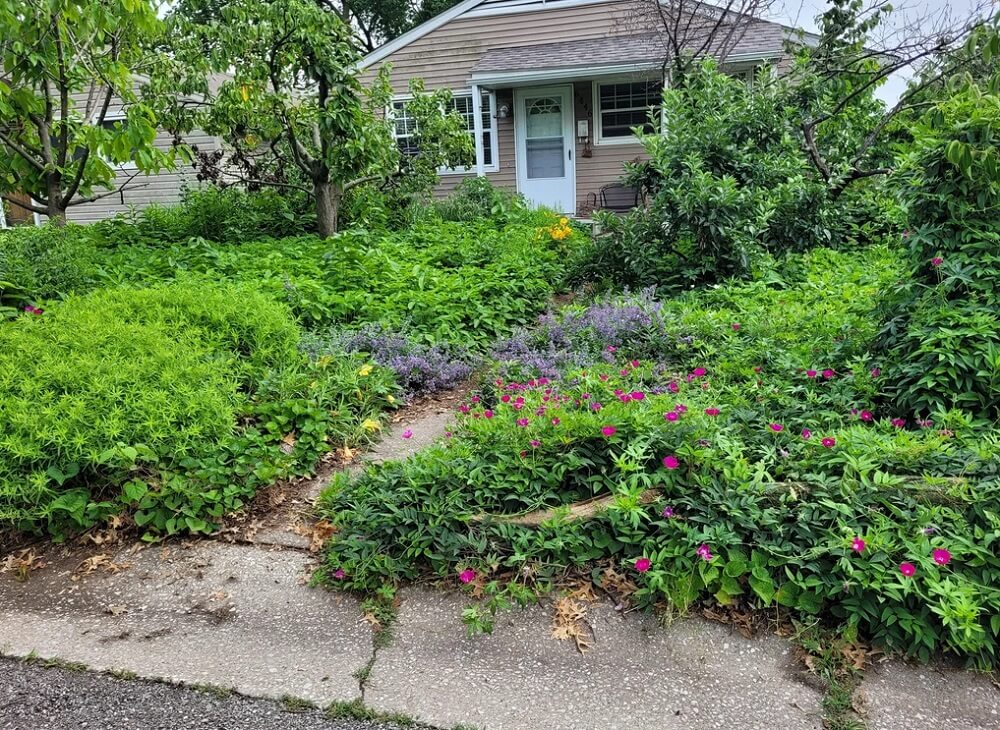 Homeowner shares stunning photo of unconventional front yard: 'Gorgeous'