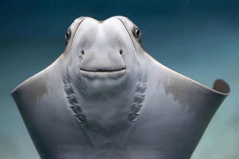 Have You Ever Seen a Stingray Eat?