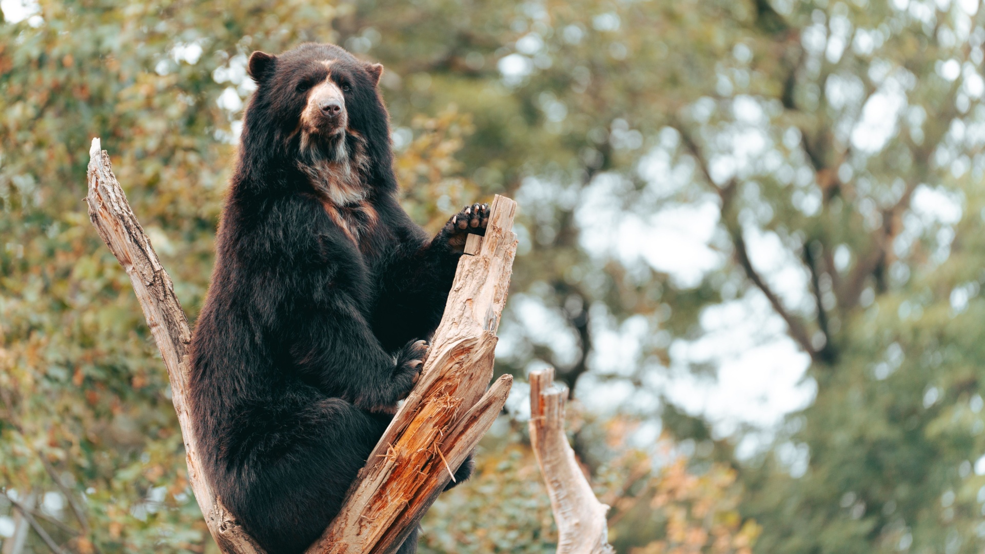 Animals That Even Bears Fear In The Wild