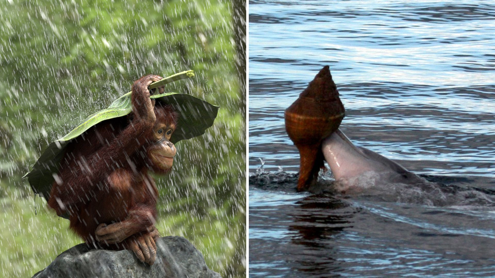 20 Animals Clever Enough to Use Their Own Tools