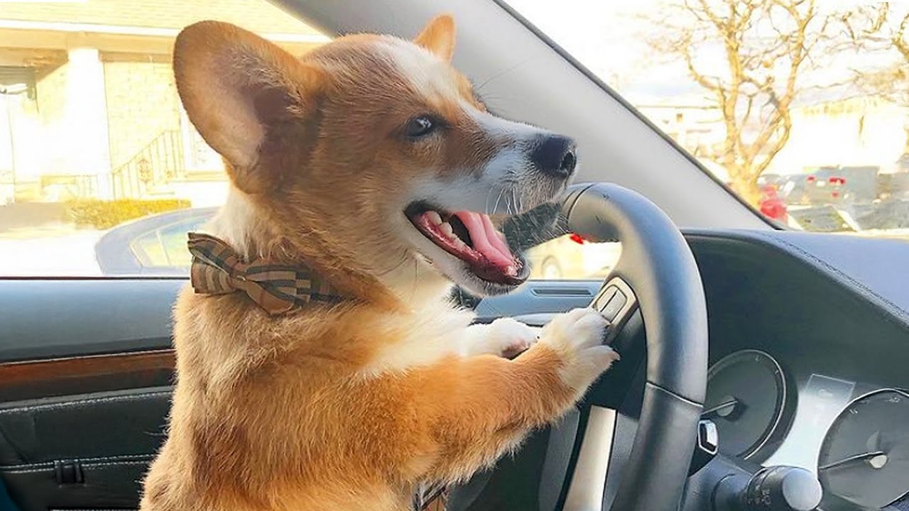 Funniest dogs that bring joy and laughter all year