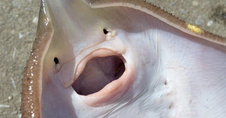 Have You Ever Seen a Stingray Eat?