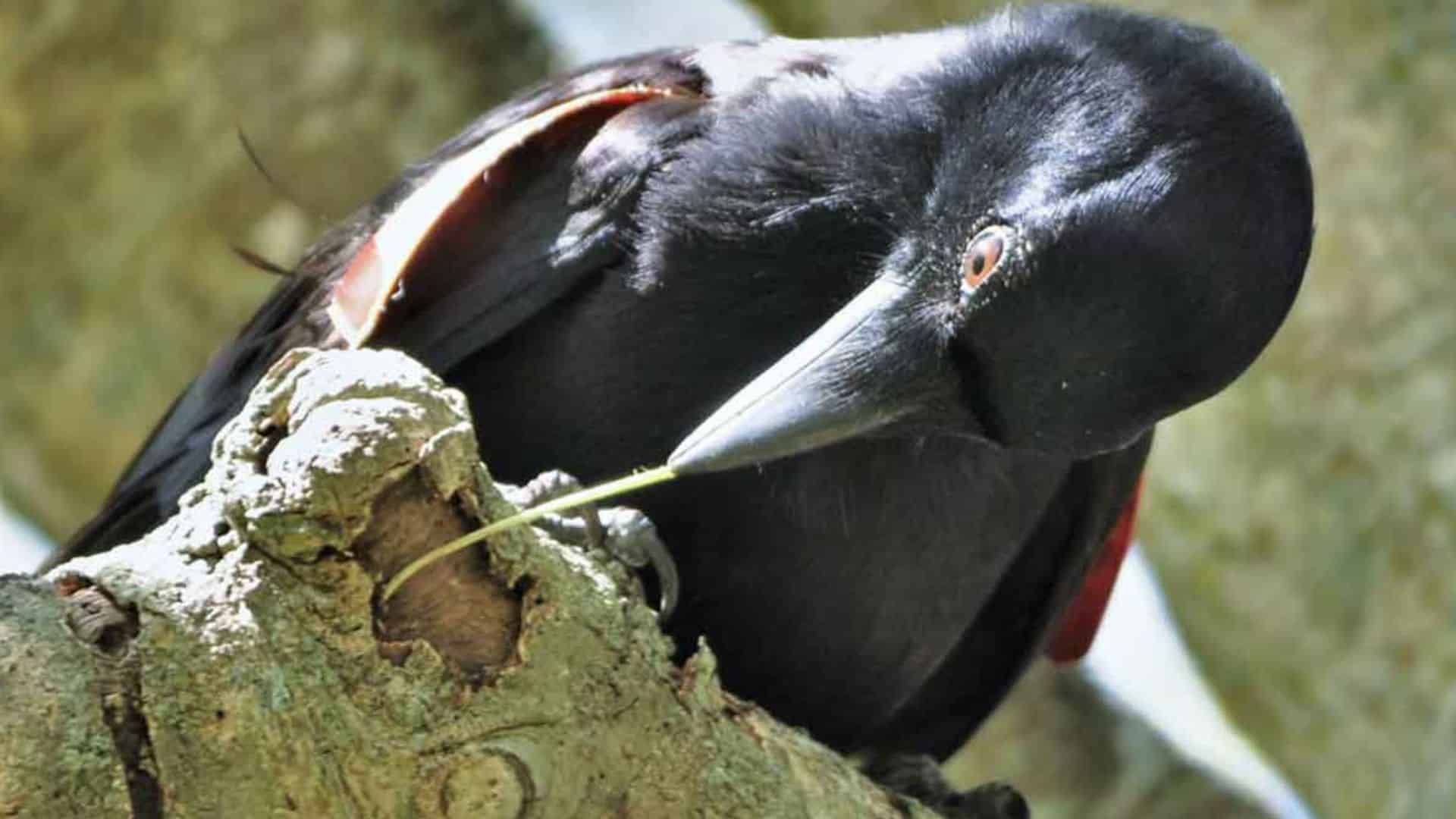 20 Animals Clever Enough to Use Their Own Tools