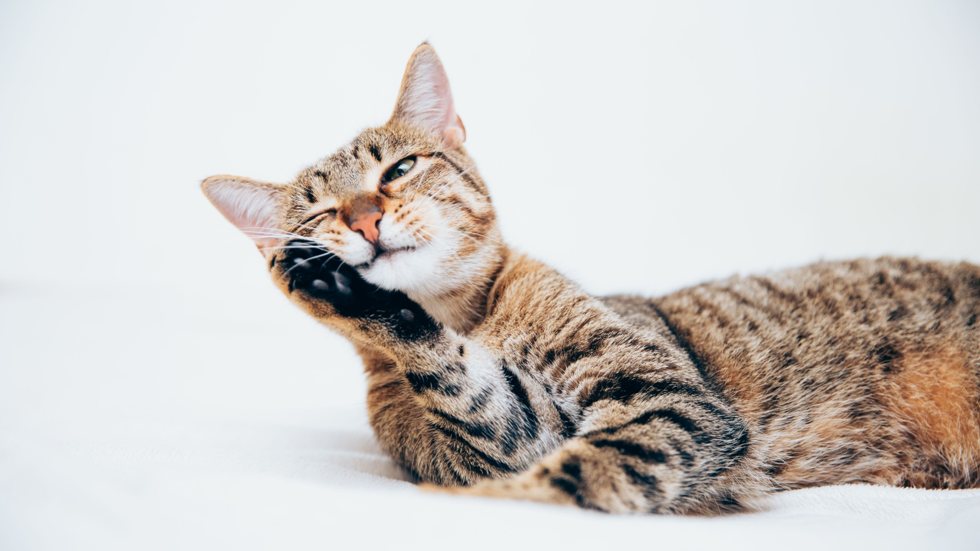 Research Reveals Cats Have 276 Different Facial Expressions