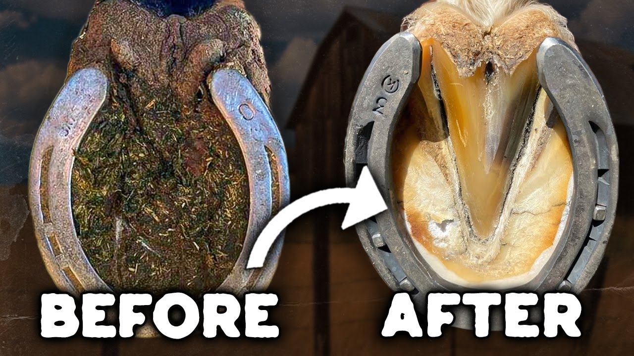 Horse hoof cleaning and restoration ASMR