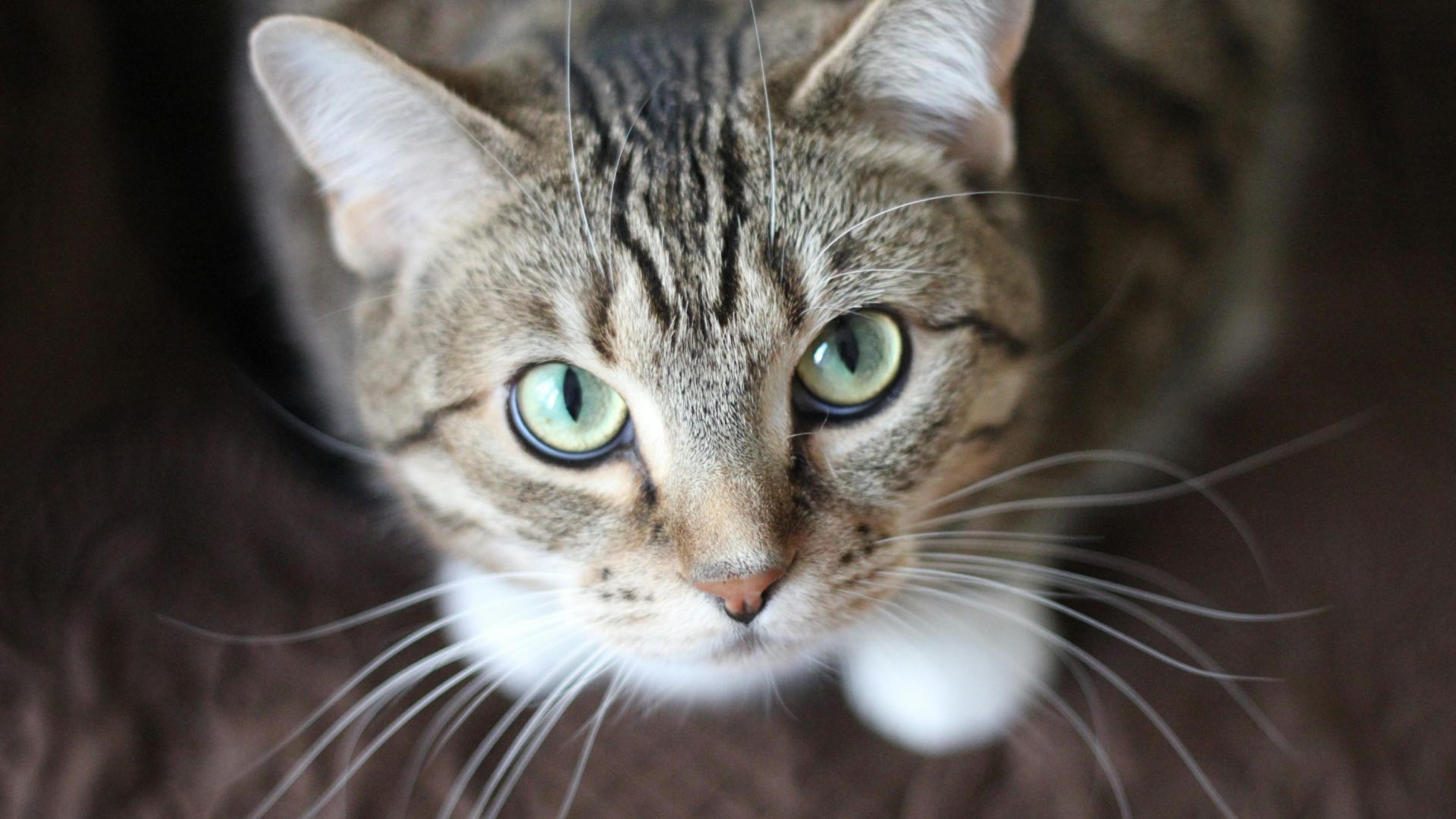 Waarom je nooit aan de snorharen van een kat moet trekken