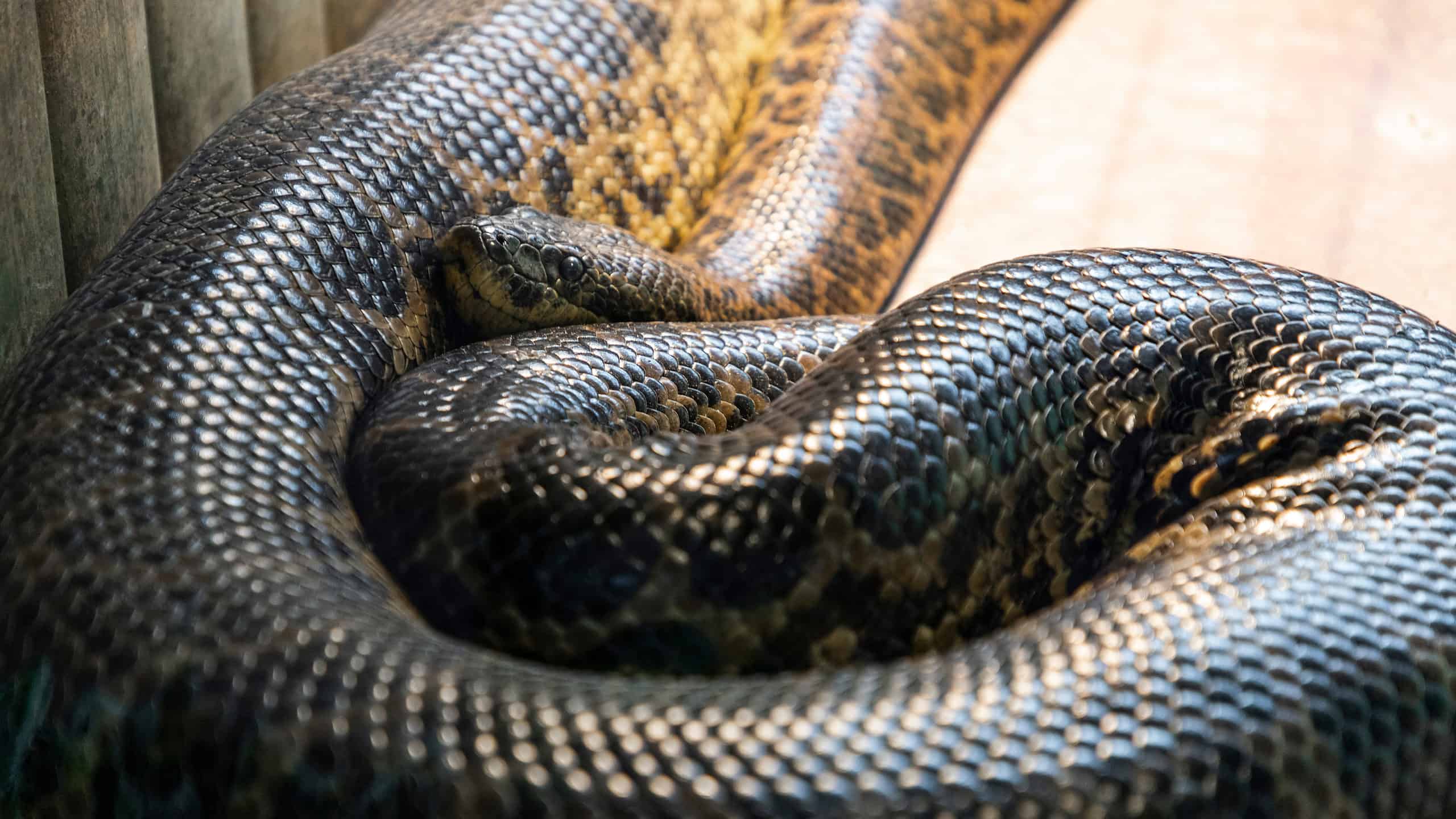 The longest snake on Earth can reach 33 feet