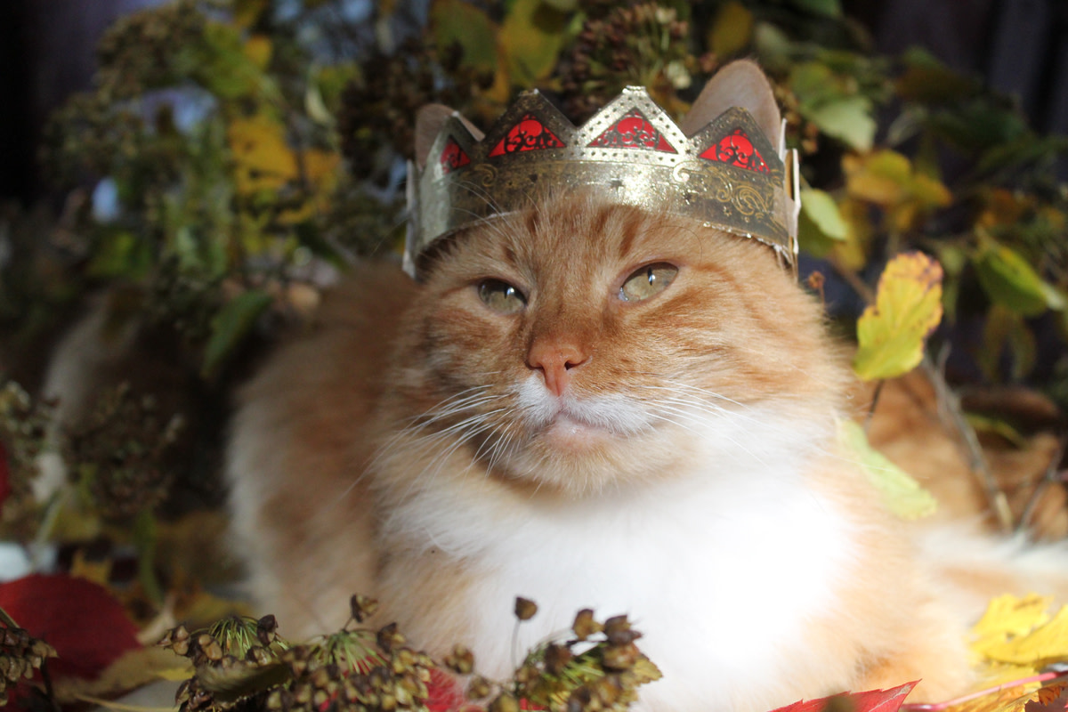 Orange Cat's 'Baby King' Costume Is Royal Perfection