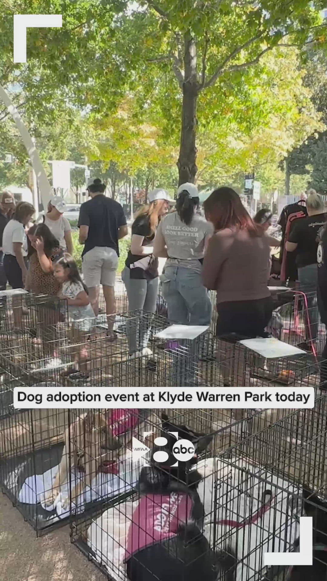 Dog adoption day at Klyde Warren Park