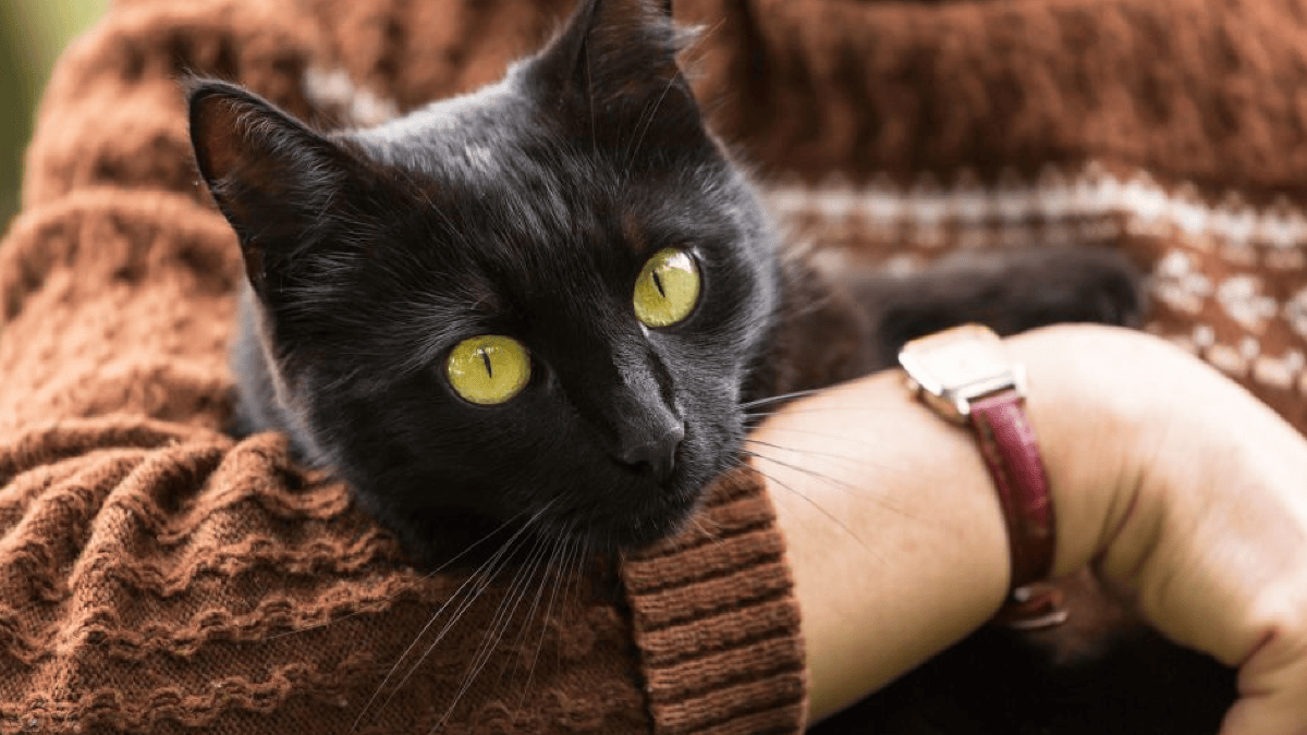 Experts reveal the 10 things every owner should tell their cat