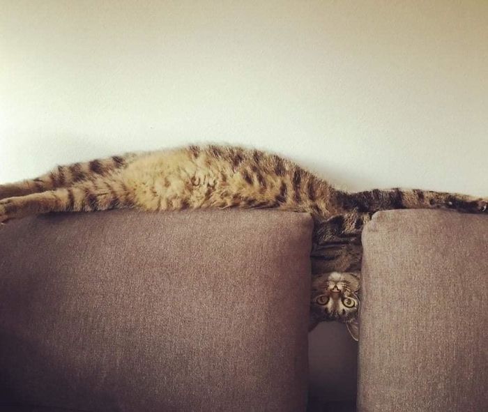 People Are Sharing Pics Of Their Long Cats That Seem To Stretch ‘Til ...