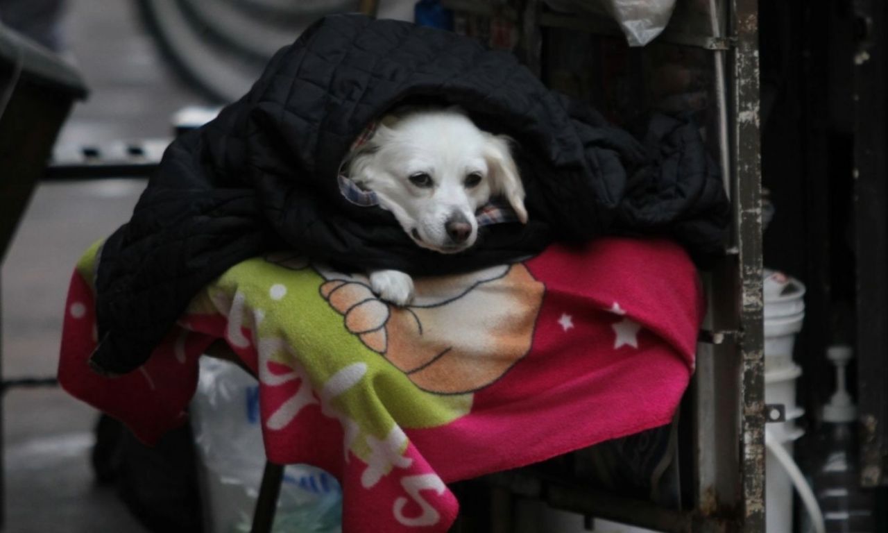 Estas son las razas de perros que más sufren por el frío: ¿Cómo ...