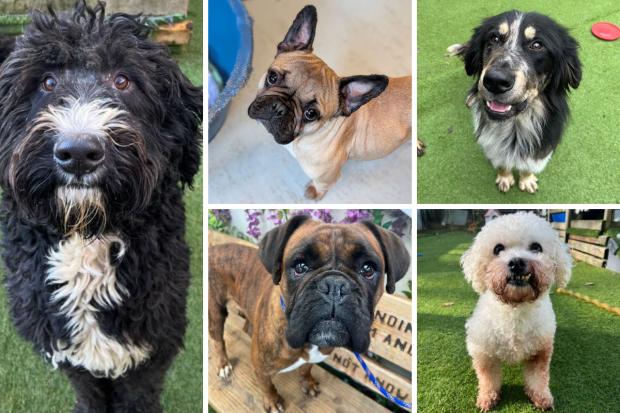 Five dogs looking for their forever home from Many Tears Rescue