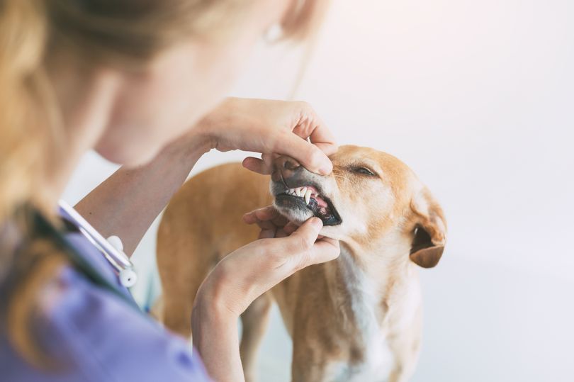 Bleeding and other symptoms of ‘silent disease’ in dogs