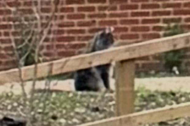'Mystery' big cat with pointed ears spotted on outskirts of Basingstoke
