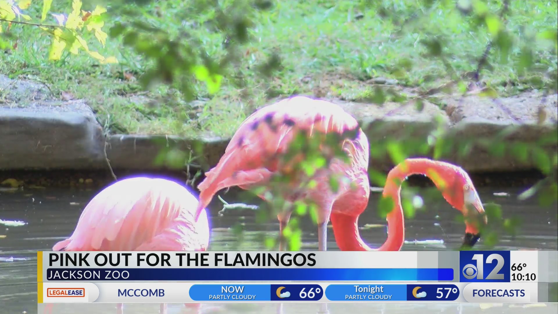 Pink Out for the Flamingos at the Jackson Zoo