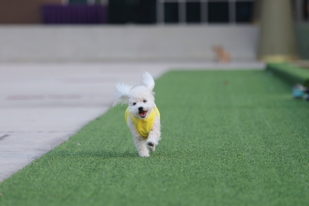 Shih-Poo With 'Human Face' Shows off Impeccable Manners in Sunflower ...