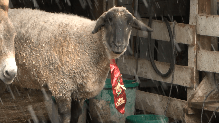 Adams Homestead and Nature Reserve hosts annual Christmas event