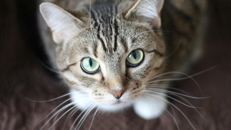Por qué nunca debes tirar de los bigotes de un gato