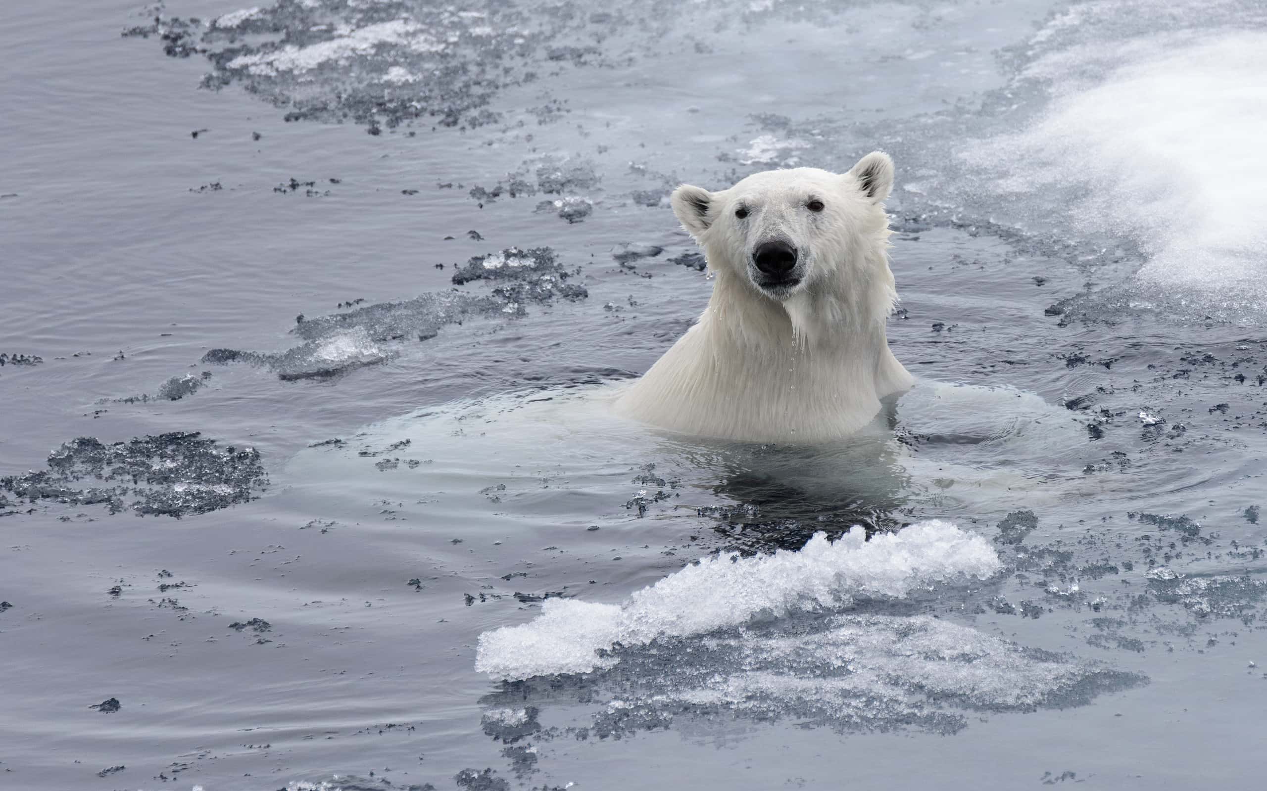 Why Did the Largest Polar Bear Weigh as Much a Fishing Boat?