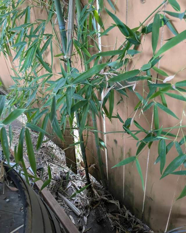 Gardener issues warning after nightmare experience with aggressive ...
