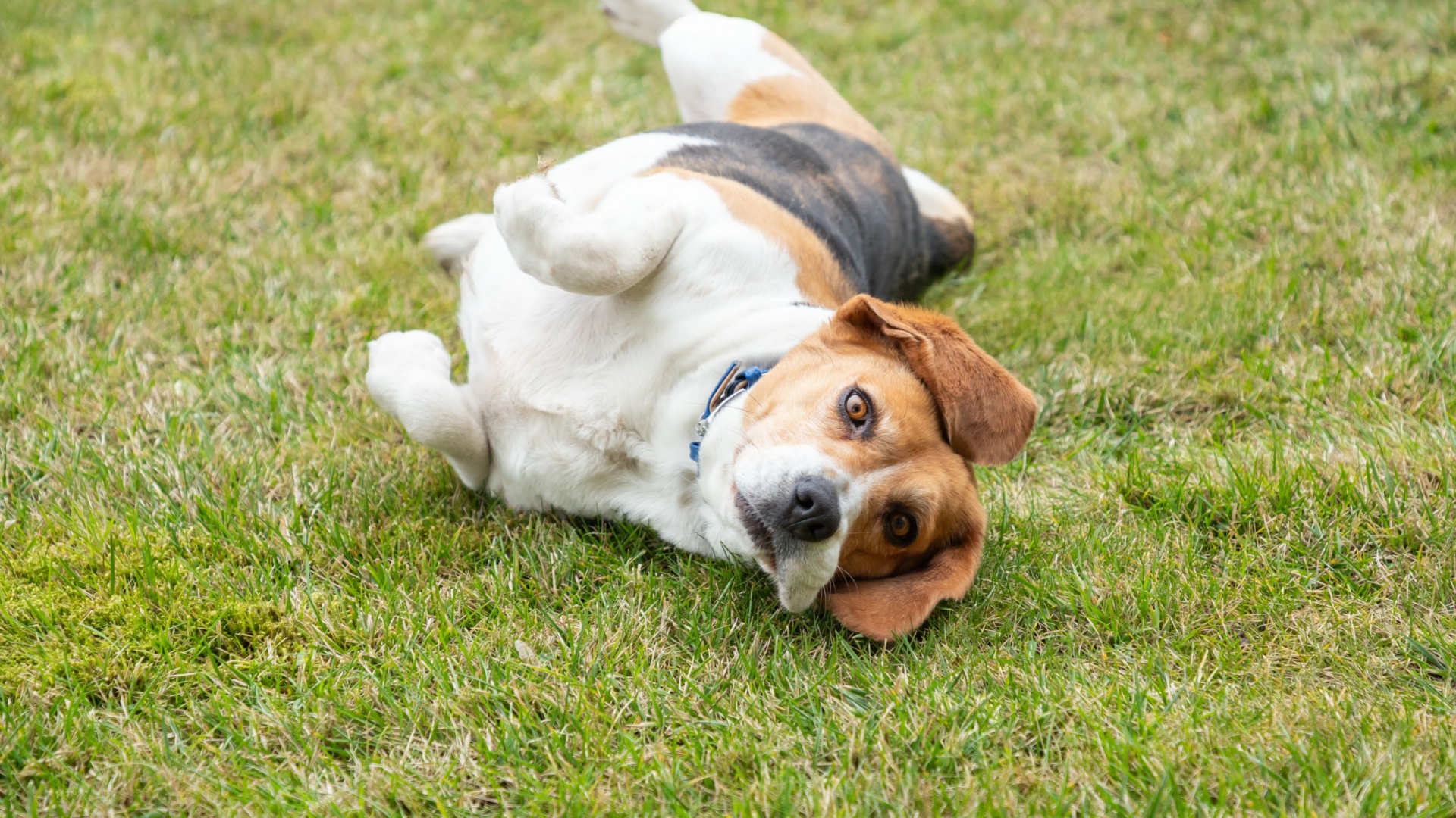 Why Dogs Circle Before Lying Down