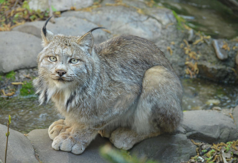 What To Do If You See A Lynx In Northern Ontario