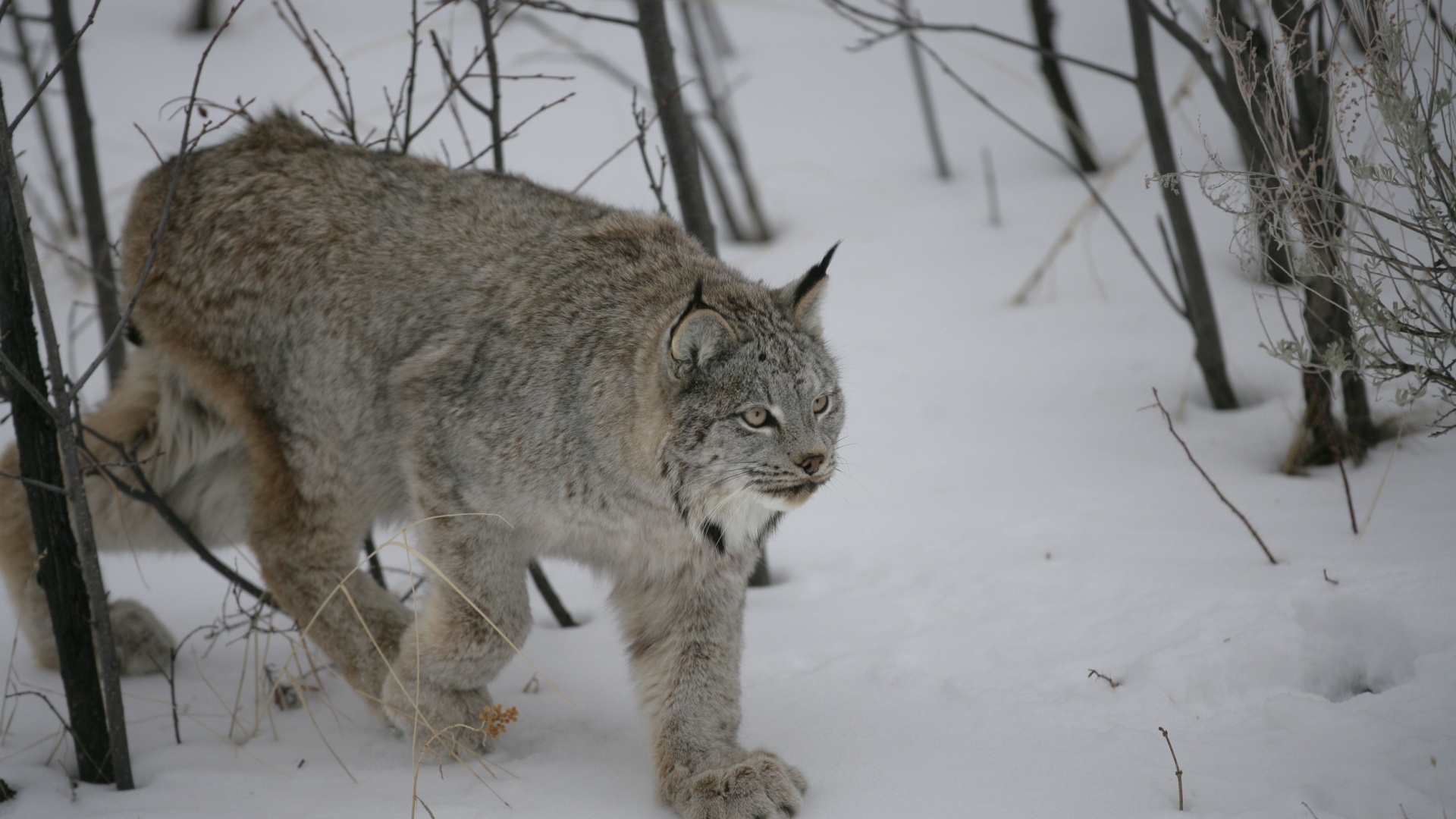 What To Do If You See A Lynx In Northern Ontario