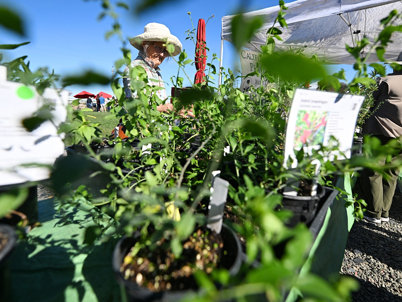 Annual Fall Native Plant Sale draws hundreds to Vaca brewery