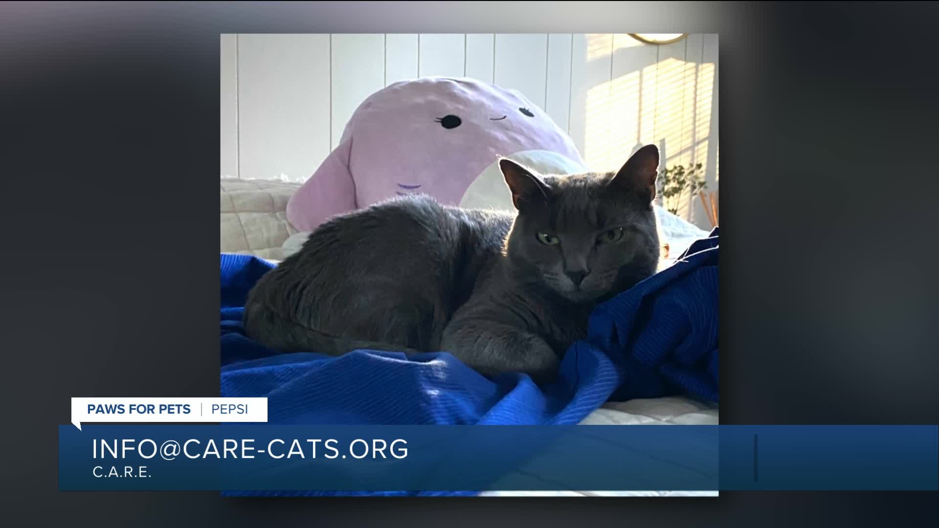 Paws for Pets: Pepsi, a sweet, spunky, affectionate girl who is playful!