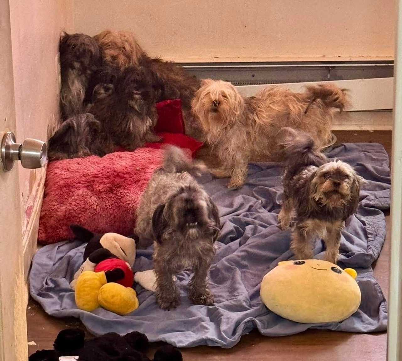 Owner's Eviction Leads To Discovery Of 13 Neglected Dogs In Roach-Infested NJ Apartment