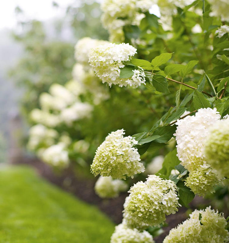 How to boost your hydrangea’s blooms—based on its type