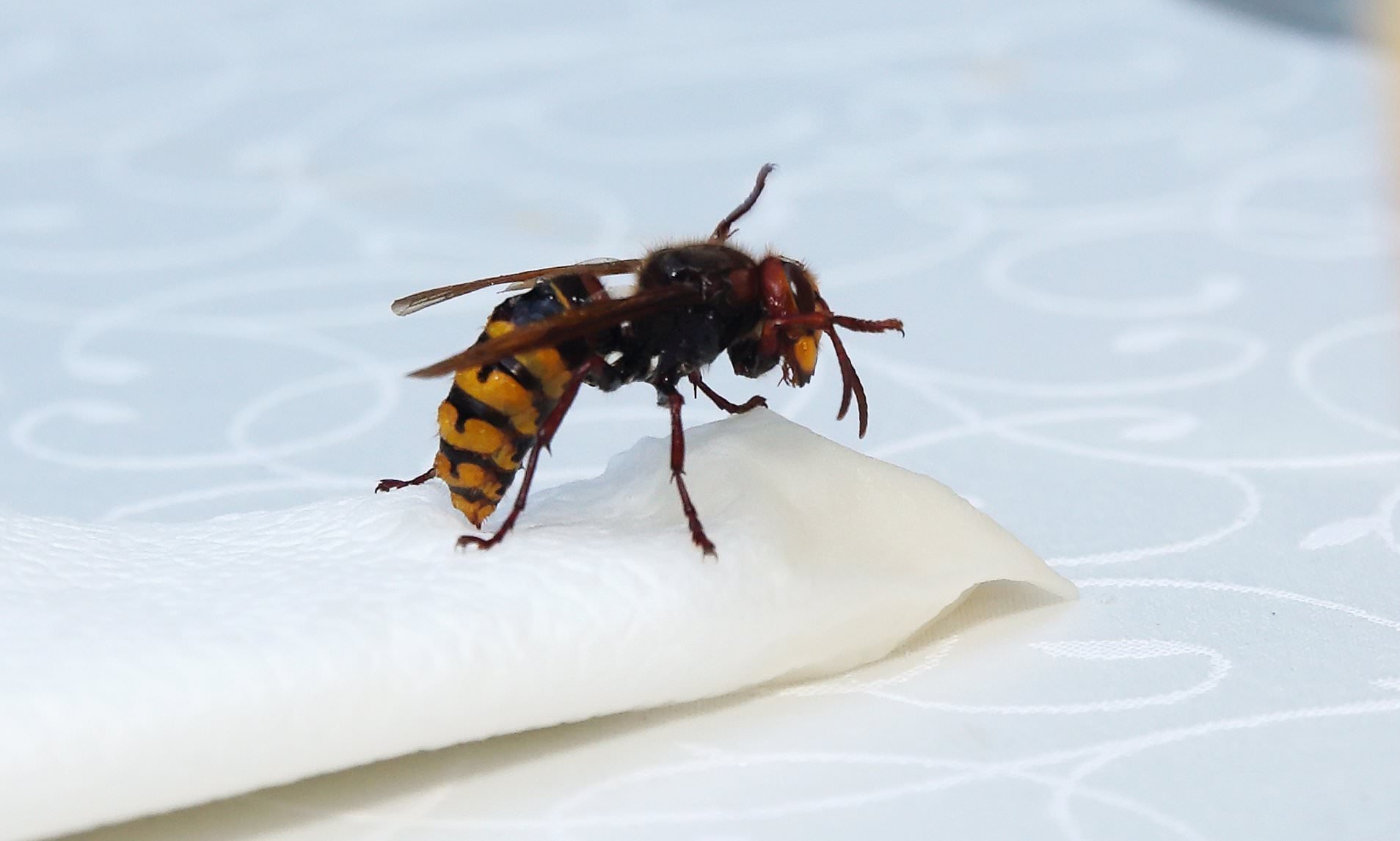 Autumn's got a sting in the tail as warmer temperatures have seen a ...