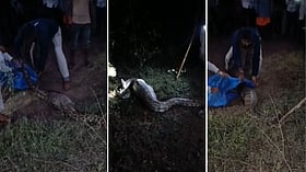 MP News: 12-Feet-Long Indian Rock Python Rescued Safely In Chhatarpur; Released Into Dense Forest