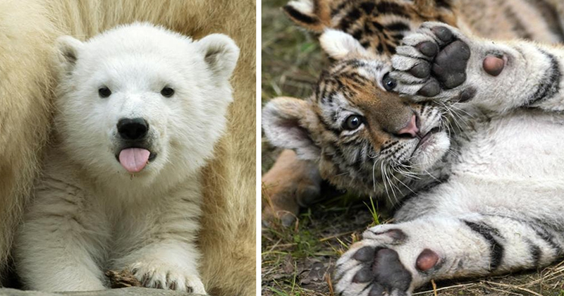 24 Itty Bitty Cute Baby Animals To Bring A Smile To Your Face (November ...