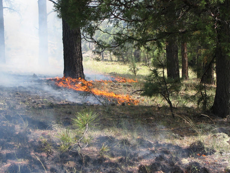 Tree rings reveal how Apache people used fire to shape and protect ...