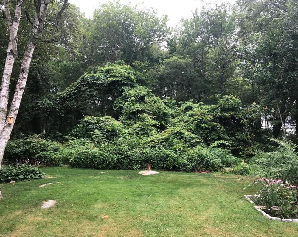 Homeowner shares before-and-after photos of intense project in ...