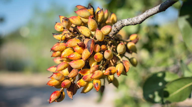 The Country That Produces The Absolute Most Pistachios