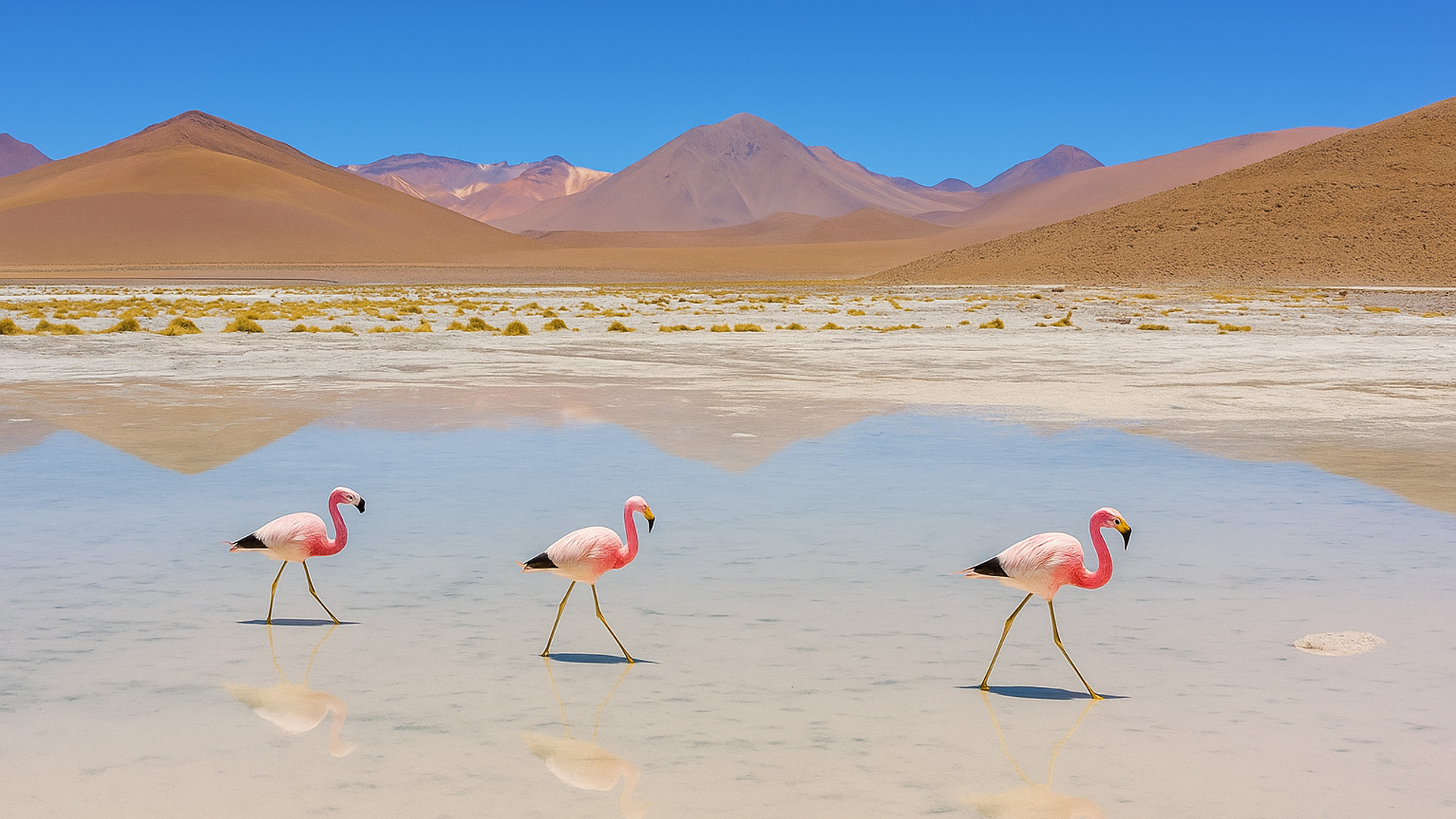 Altiplano: Onde Vivem os Flamingos em Lagos Salgados