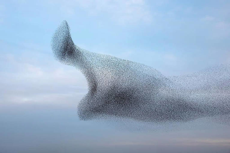 What is Murmuration and How Can You See It?