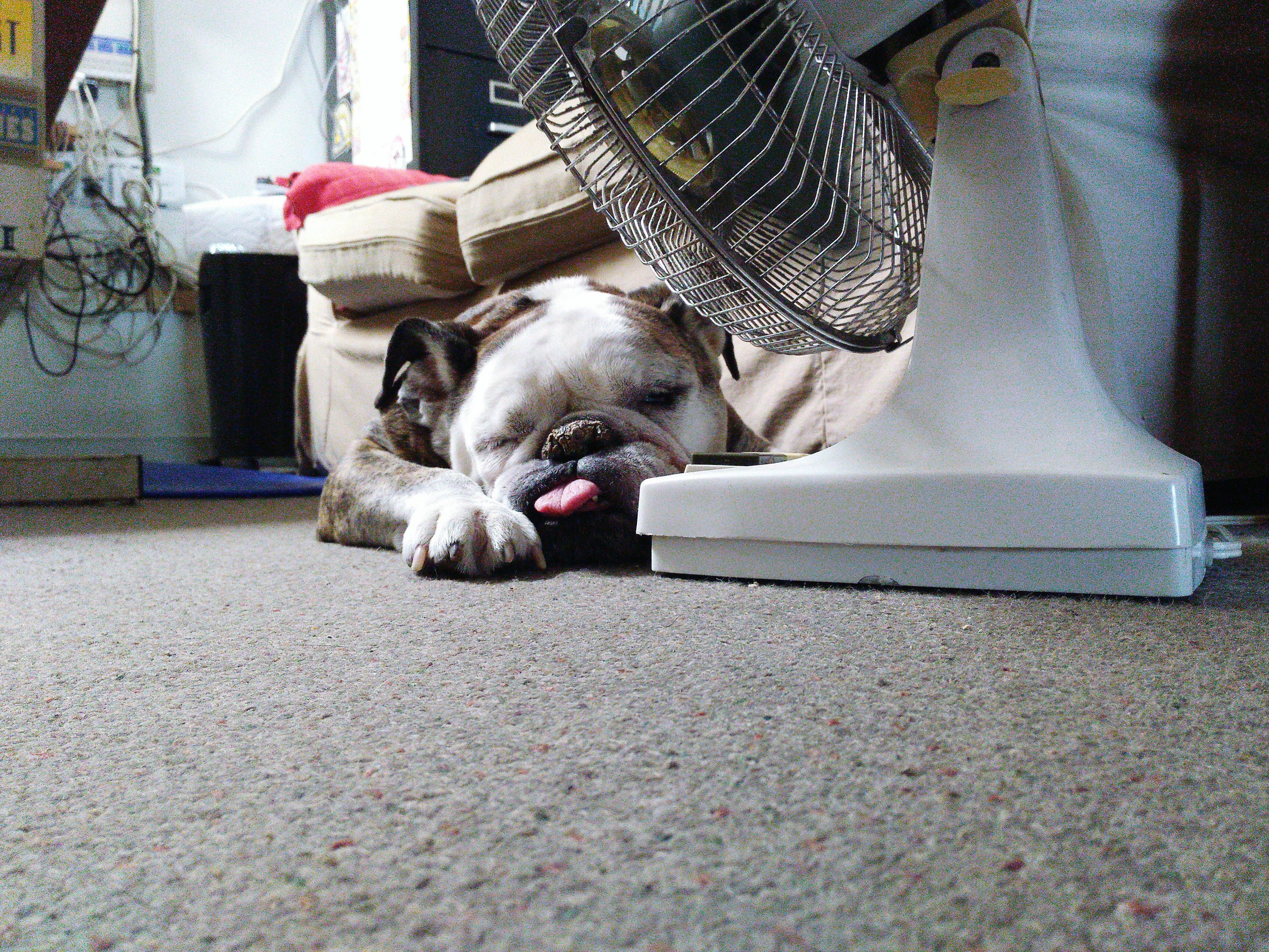 Top 6 laziest dog breeds that love their own company