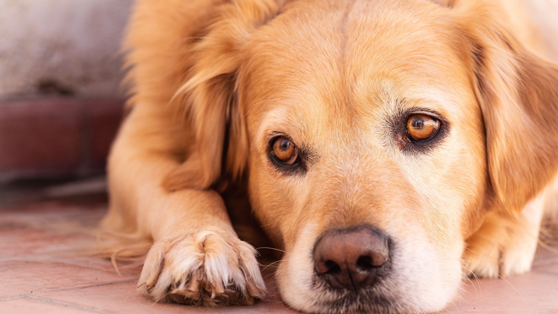 7 Subtle Signs Your Dog May Be Feeling Lonely And 6 That Show They ...