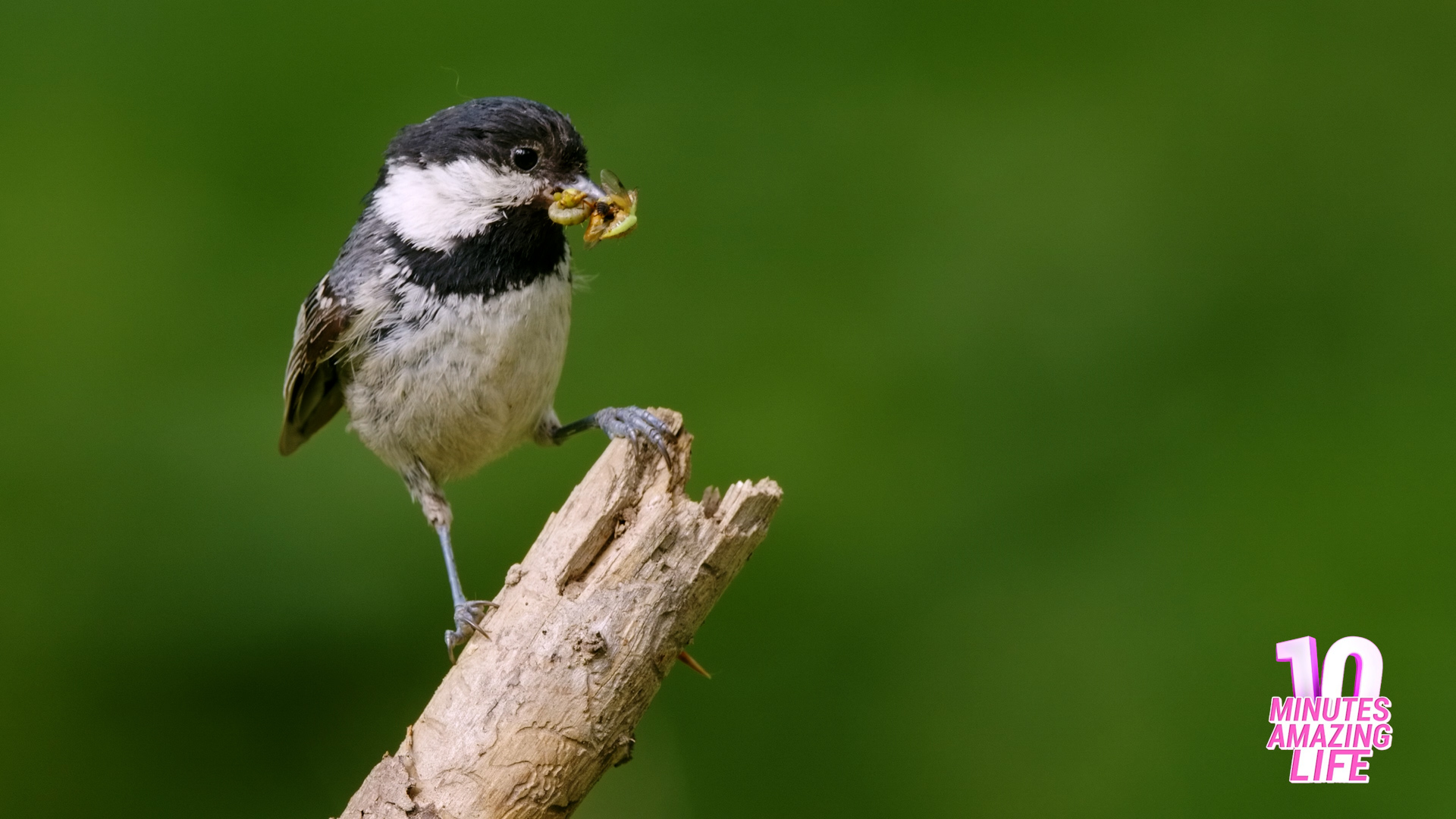 Coal Tit Bringing Food to the Nest