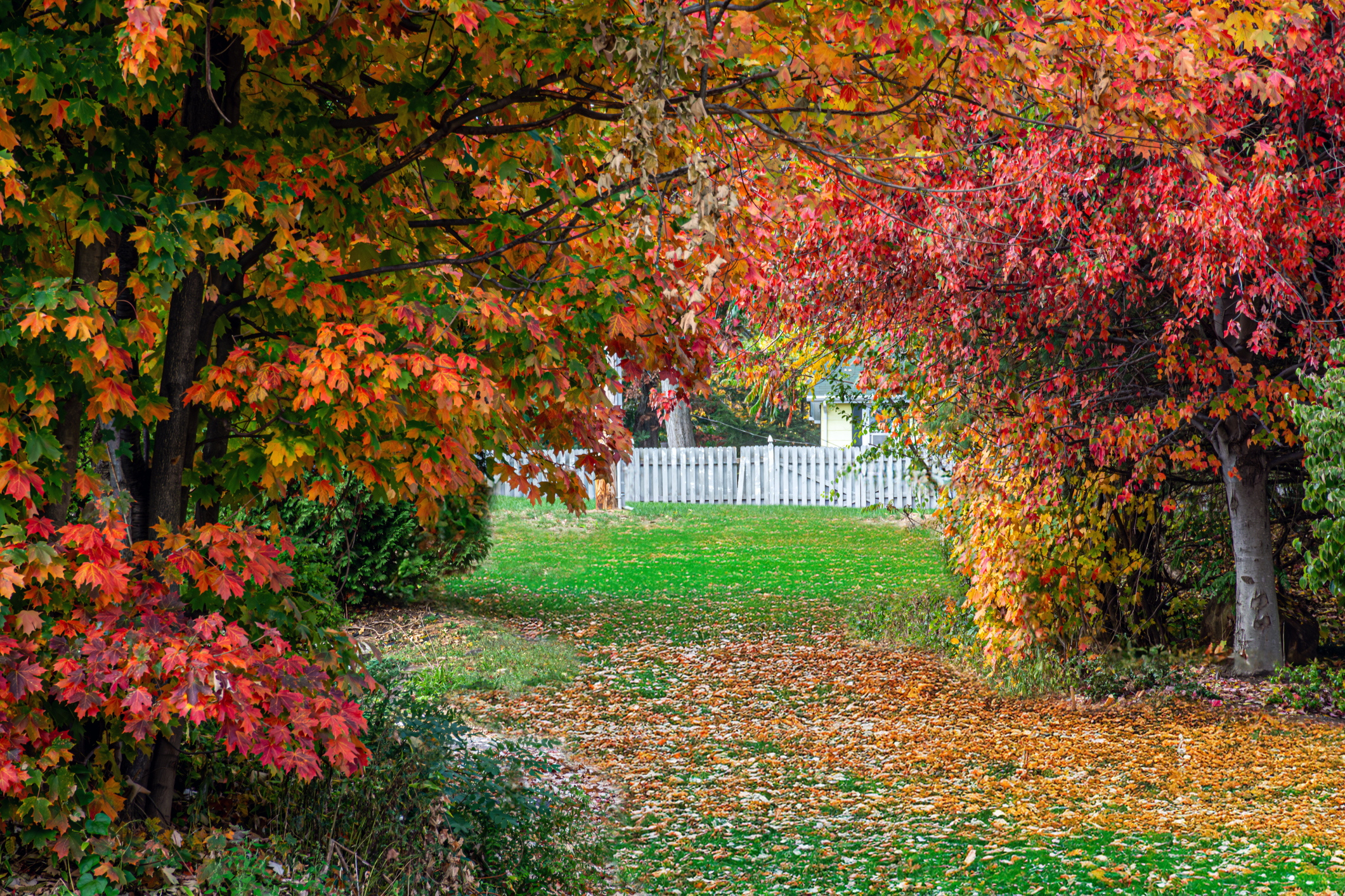 Turn heads this fall with these colorful trees
