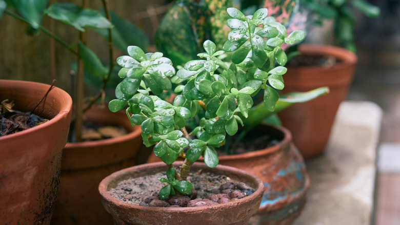 The Best Method For Propagating A Jade Plant